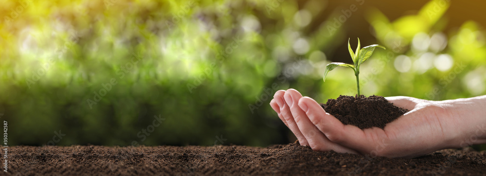 Planting tree. Woman holding young green seedling in soil, banner ...