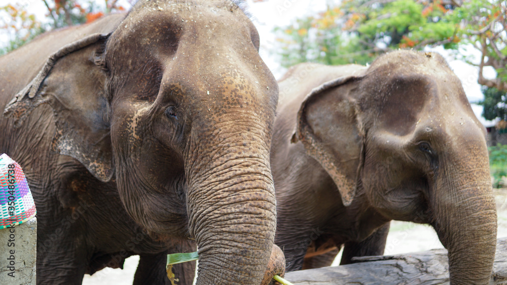 Group of adult elephants feeding sugar cane and bamboo in Elephant Care ...