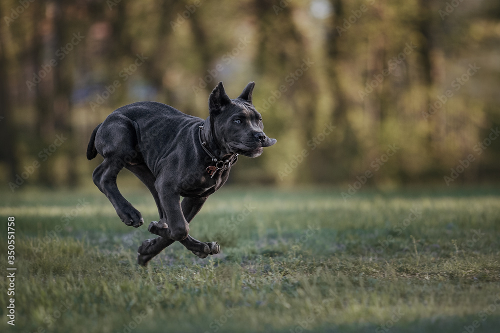 cane corso italiano puppy running in the park Stock Photo | Adobe Stock