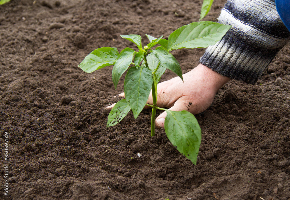 The man's hand burys the ground near the planted pepper plant. Planting ...