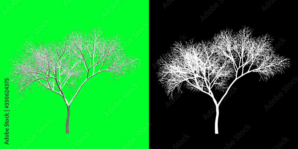 Left View Winter Tree 3D Render PNG Chroma Key Bakcground with Opacity ...