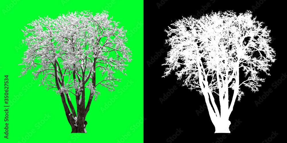Front View Winter Tree 3D Render PNG Chroma Key Bakcground with Opacity ...