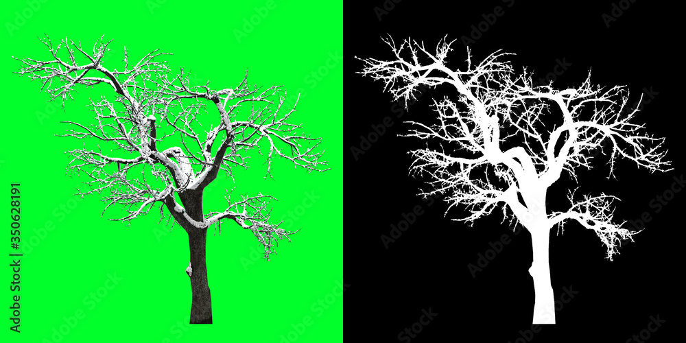 Front View Winter Tree 3D Render PNG Chroma Key Bakcground with Opacity ...