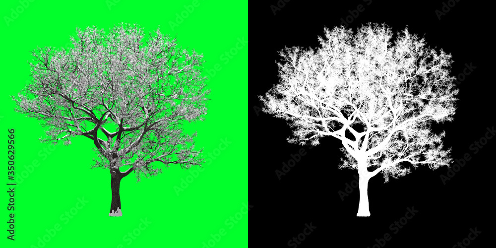 Left View Winter Tree 3D Render PNG Chroma Key Bakcground with Opacity ...