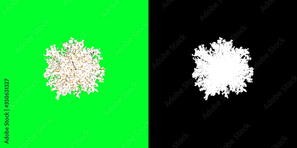 Top View Winter Tree 3D Render PNG Chroma Key Bakcground with Opacity ...