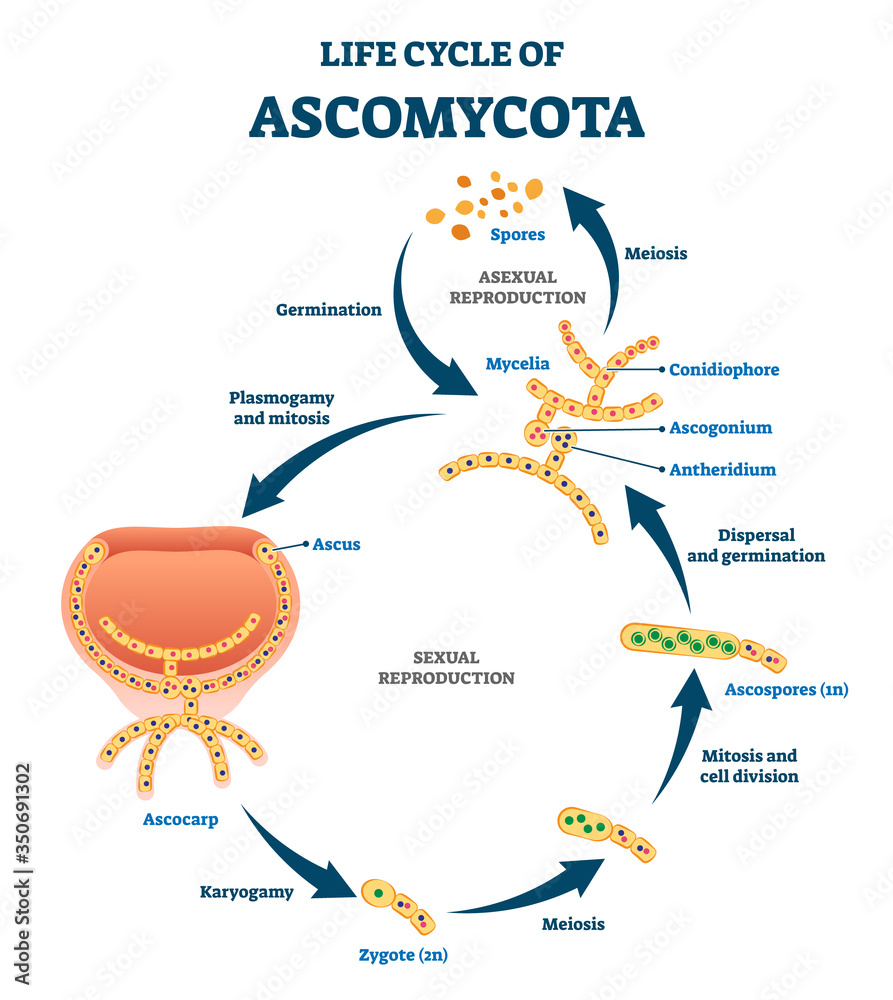 Life cycle of ascomycota vector illustration. Labeled fungi ...