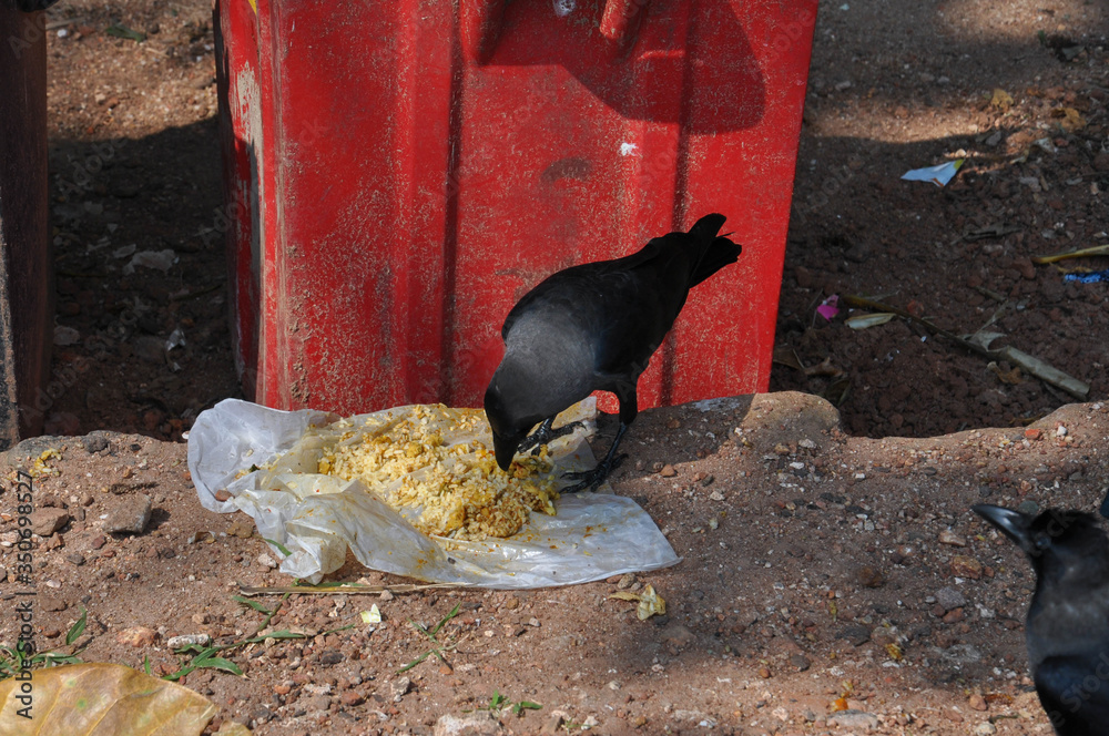 The young hungry crow is eating curry rice near the red trash bin at ...