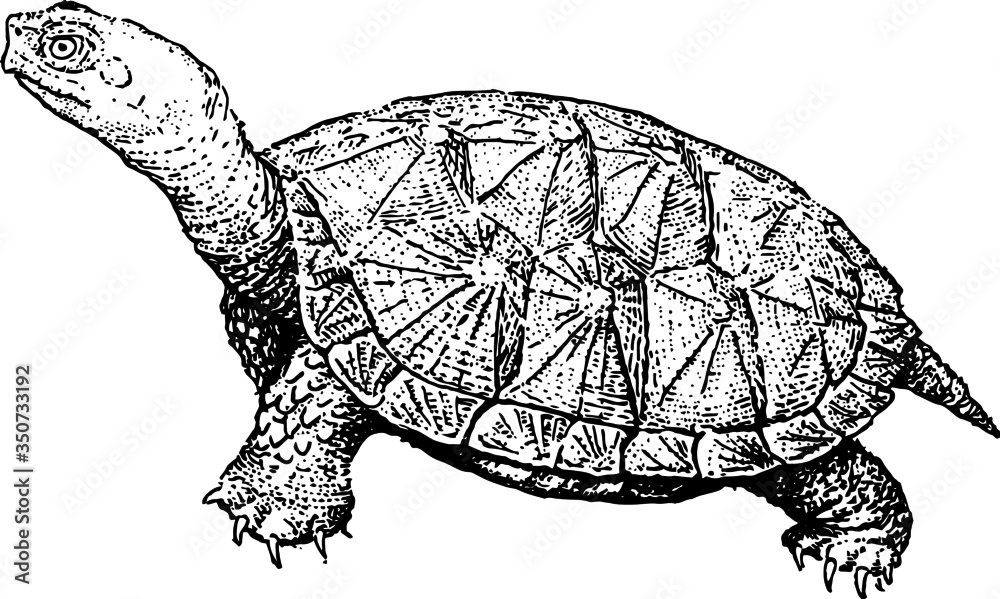 Vector Drawing of a Wood Turtle, Vector Sketch of a 19th century ...