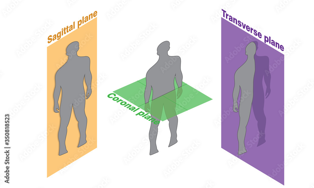 Vector illustration of the anatomical planes of body section. Sagittal ...