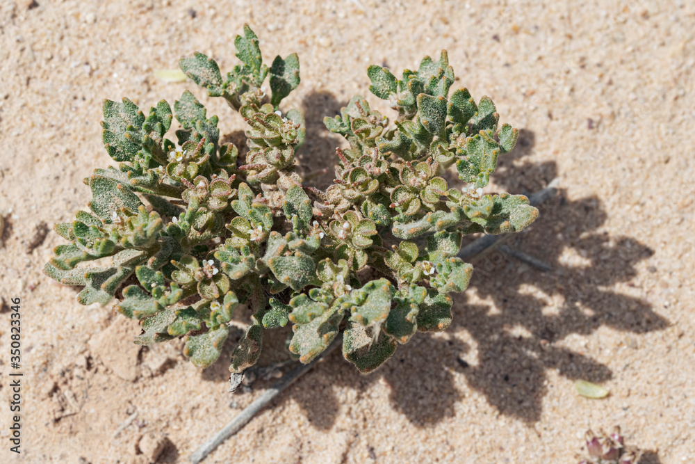 the famous true rose of jericho biblical resurrection plant shown in ...