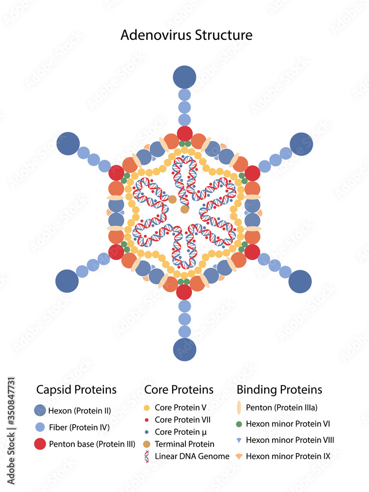 Adenovirus structure with corresponding designations. Microbiology ...