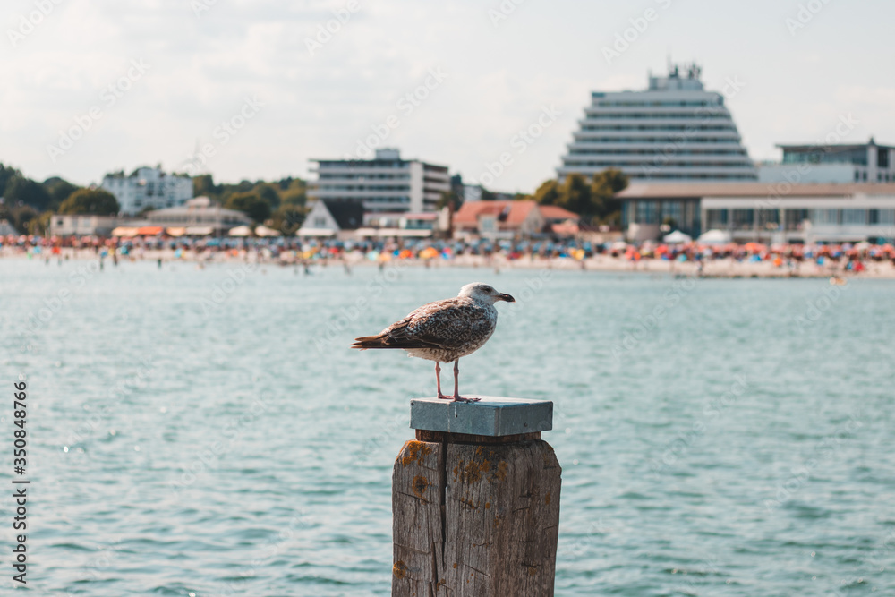 Seagull on the beach of Baltic Sea in North Germany in Groemitz Stock ...