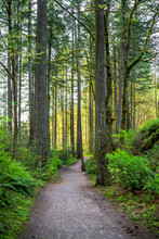 Sunny Hiking Path Free Stock Photo - Public Domain Pictures