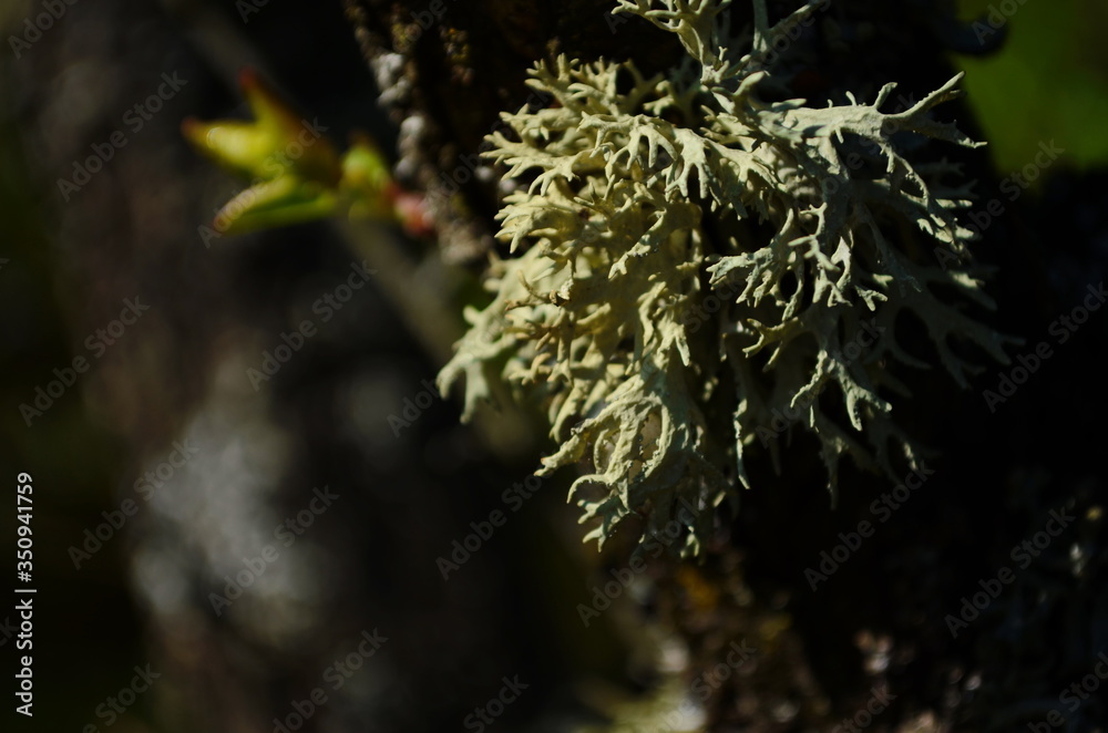 Iceland moss (Cetraria islandica) is a lichen whose erect or upright ...