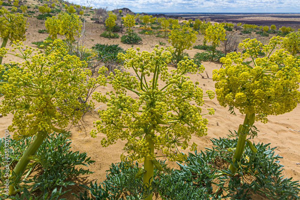 Ferula assa-foetida growing at Kyzylkum Desert in Uzbekistan Stock ...