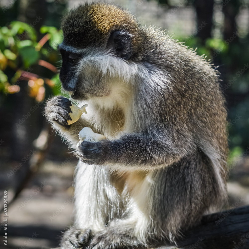 Portrait of an African Vervet Monkey - Chlorocebus aethiops - The ...