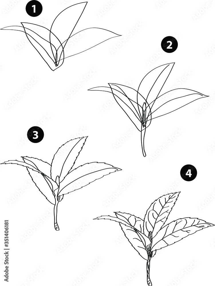 Drawing learn step by step tutorial techniques plants set with ...