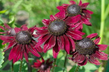 Red Rudbeckia Free Stock Photo - Public Domain Pictures