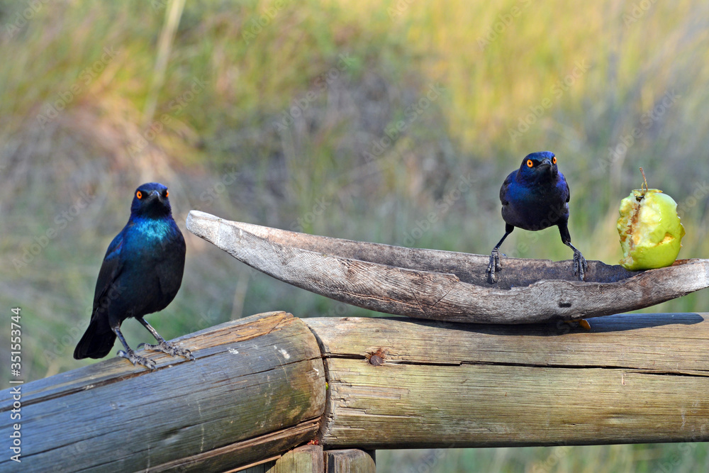 Red-shouldered glossy star, Botswana Okavango Delta,Rotschulteriger ...