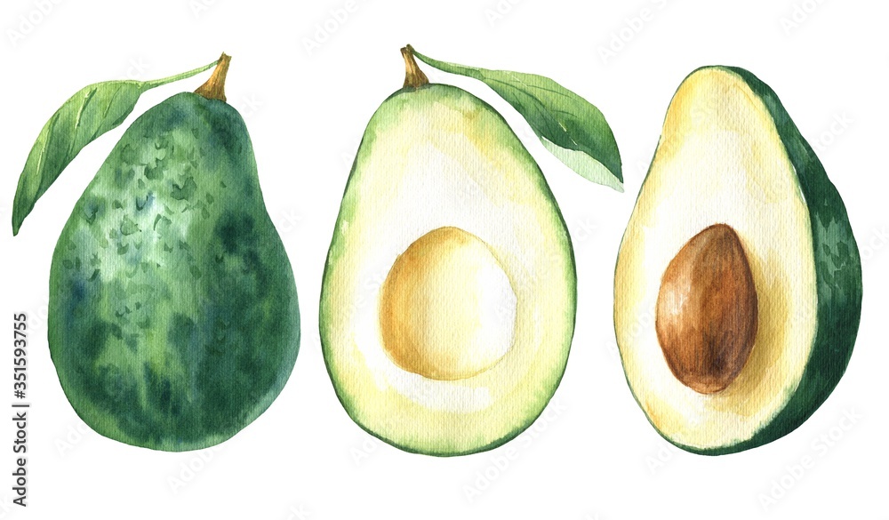Watercolor avocado set isolated on white background. Realistic food ...