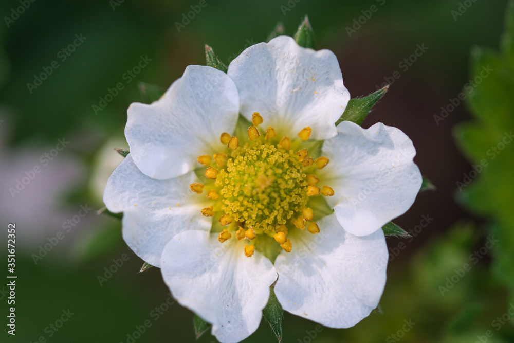 Strawberry flower texture macro, white petals and yellow flower center ...