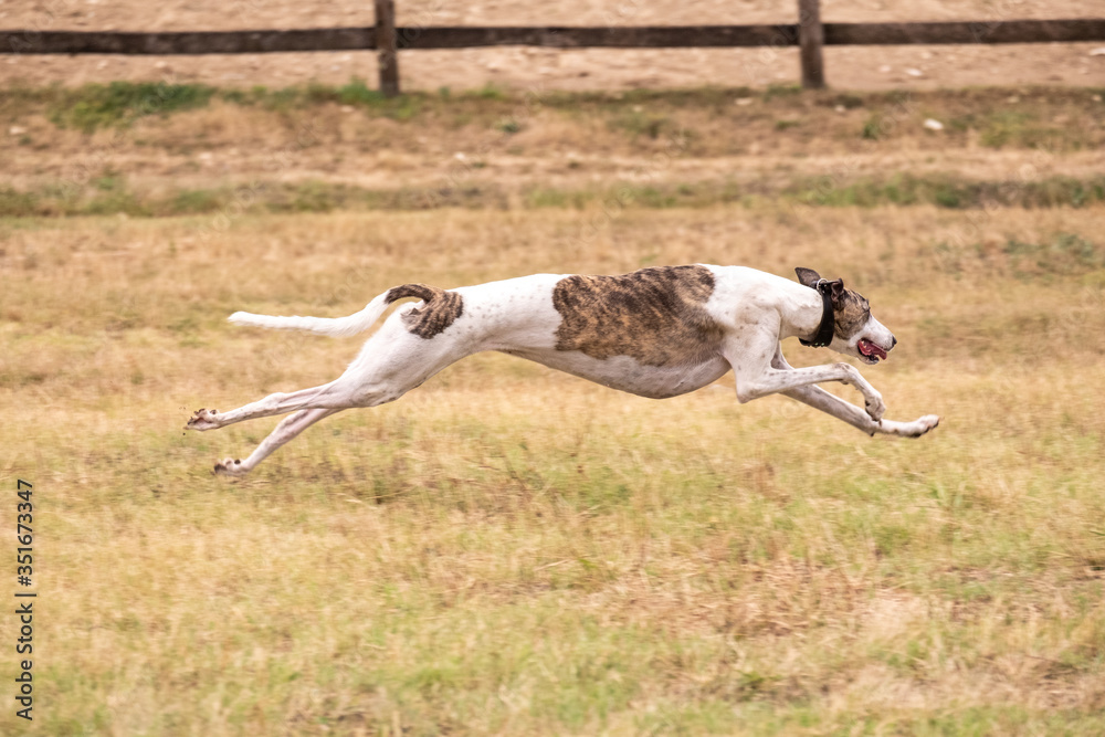Greyhound is running in pursuit of a mechanical hare (rabbit) Stock ...