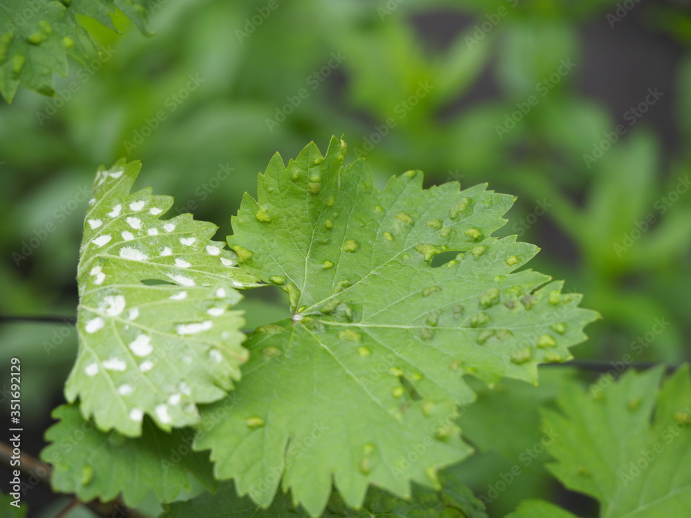 Diseased young leaves of grapes. Leaf galls look like warts on grape ...