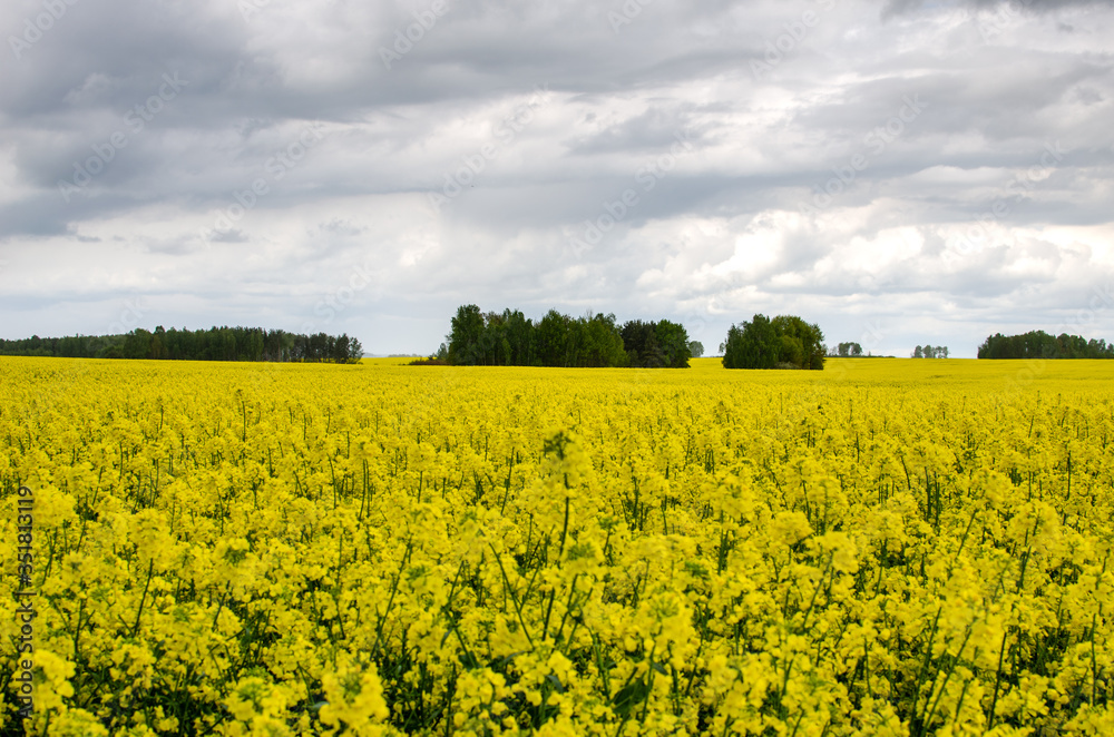 Field of yellow rape in front with trees growing in the field. Fields ...