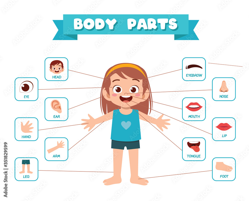 happy cute kid girl body part anatomy Stock Vector | Adobe Stock