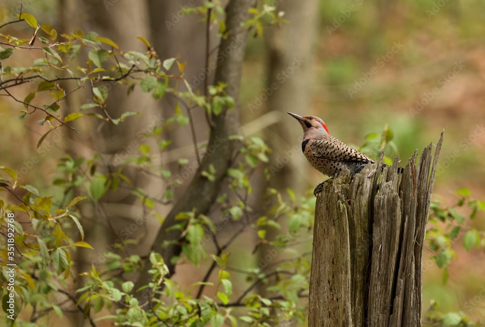 Northern flicker during breeding time. Natural scene from Wisconsin ...