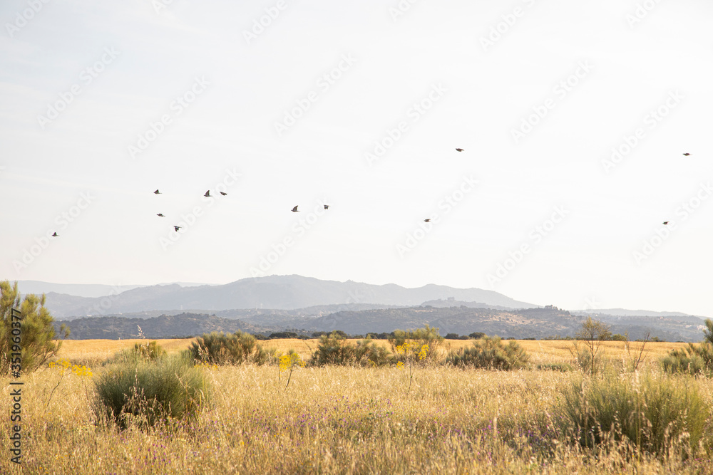 Palomas volando sobre el campo con paisaje de montañas de fondo Stock ...
