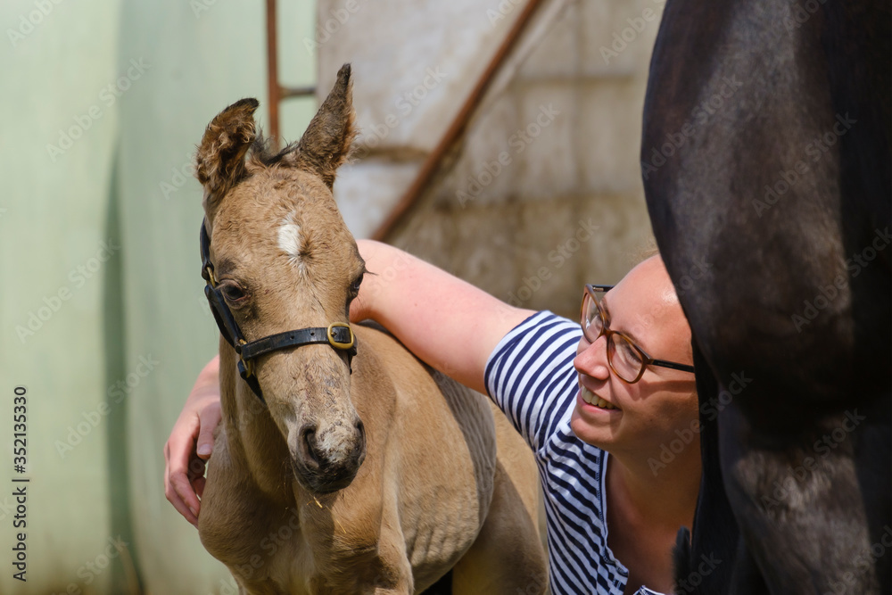 Cute newborn riding horse colt stands next to a happy smiling young ...