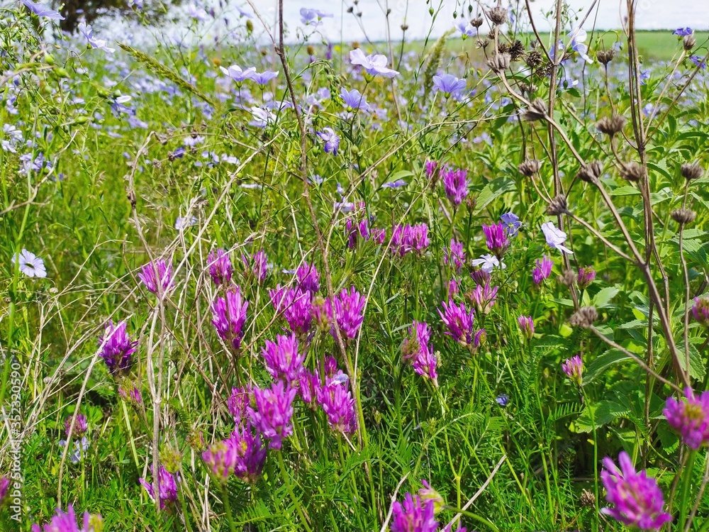 Beautiful wild field blue purple pink flowers on the meadow in spring ...