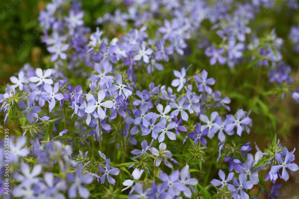 Creeping phlox (Phlox subulata), also known as the moss phlox. Blue ...
