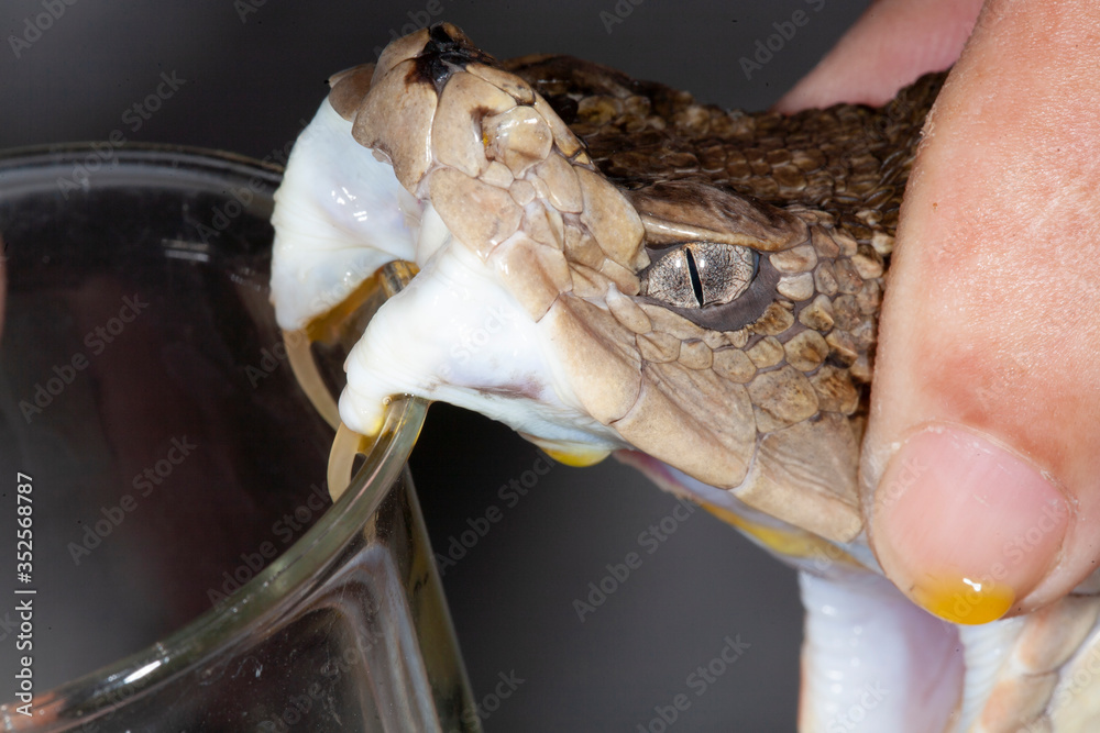 Foto de Stock Extração do veneno da Jararaca-da-bahia (Bothrops ...