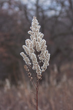 Goldenrod Wildflower In Winter Free Stock Photo - Public Domain Pictures