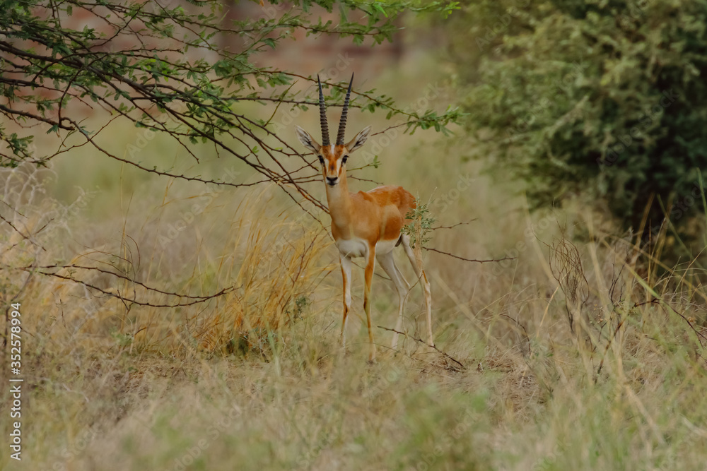 An Indian gazelle antelope also called Chinkara with large long pointed ...