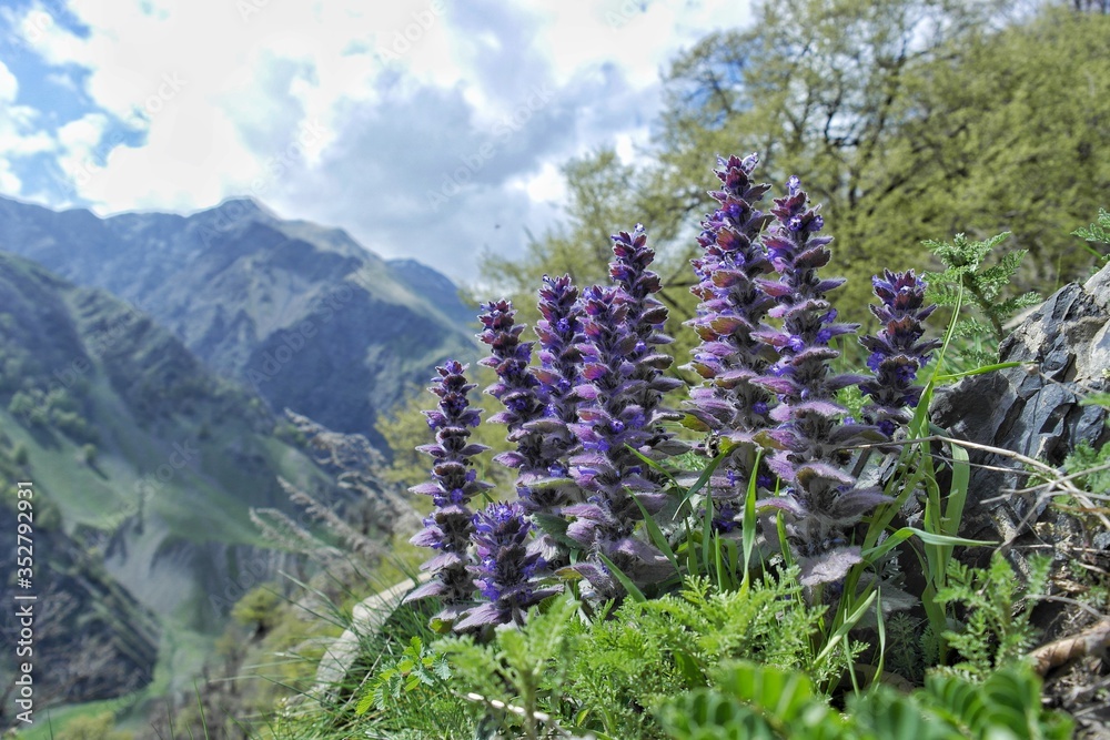 Foto de Stock Pyramidal bugle is a perennial, herbaceous plant growing ...