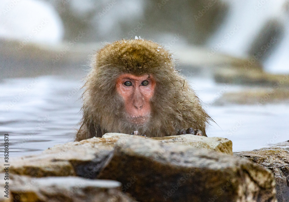 Japanese macaque sitting in water in a hot spring. Japan. Nagano ...