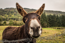 Donkey, Hiking, Calm Free Stock Photo - Public Domain Pictures