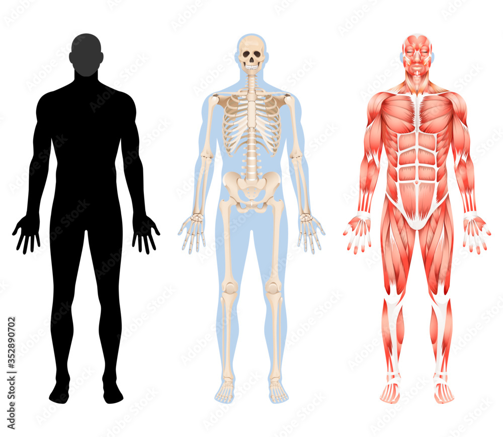 Vector de Stock Human body skeleton and muscular system vector ...