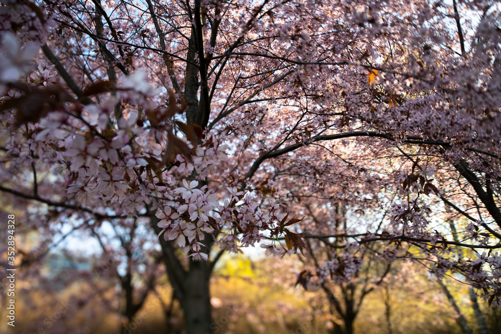 Photo Stock Helsinki Cherry Tree Blossom in the Morning Pic2. With Tilt ...