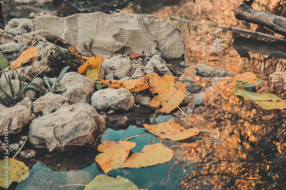 Hojas en agua de arrollo con rocas Stock Photo | Adobe Stock