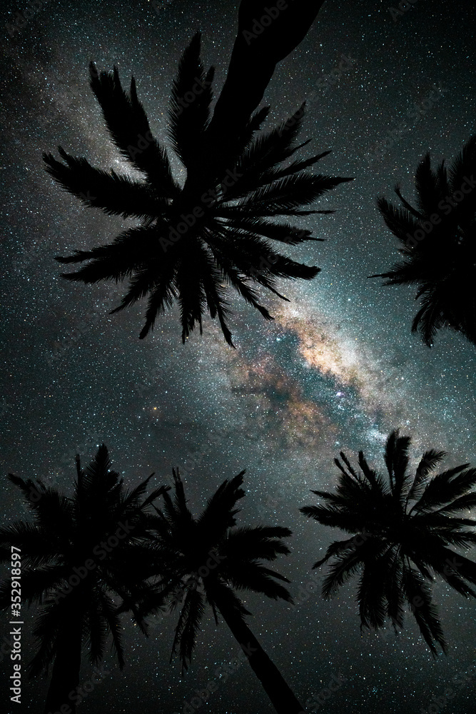 Looking up at the Milky Way galaxy through a group of Chilean palm ...