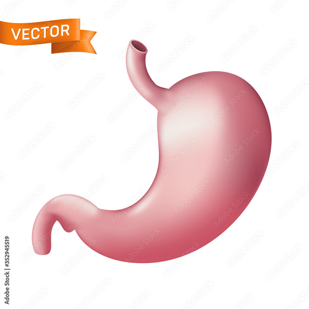 Realistic human stomach anatomical body part. Vector illustration of ...