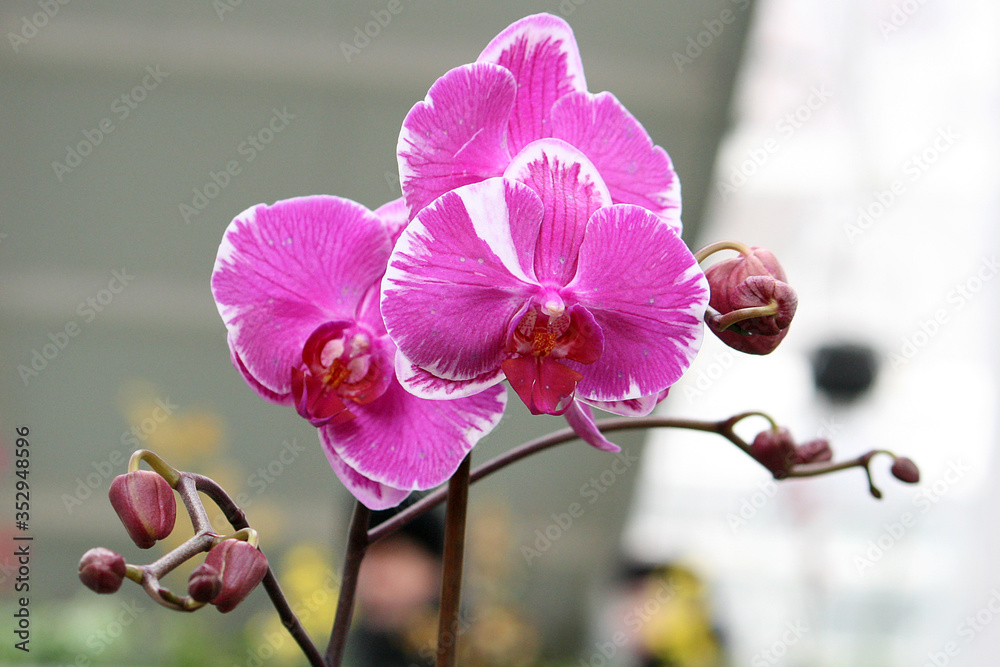 Orchid species Vanda, found in India, the Himalayas, Southeast Asia ...