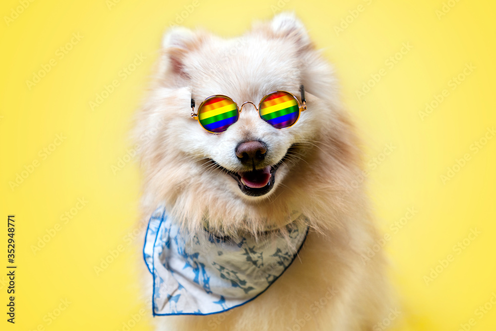 LGBT. A Pomeranian dog in a bandana and glasses with a rainbow flag ...