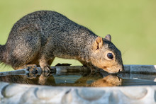 Fox Squirrel On Bird Bath Free Stock Photo - Public Domain Pictures