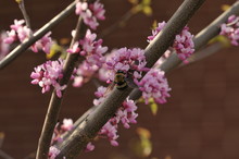 Bumble Bee On Redbud Blooms Free Stock Photo - Public Domain Pictures
