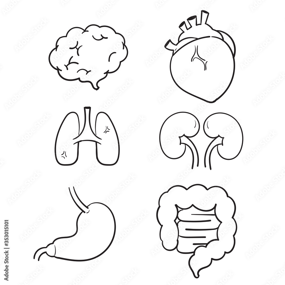 Hand Drawn Human Internal Organs Icon Set With Lungs Kidneys Stomach